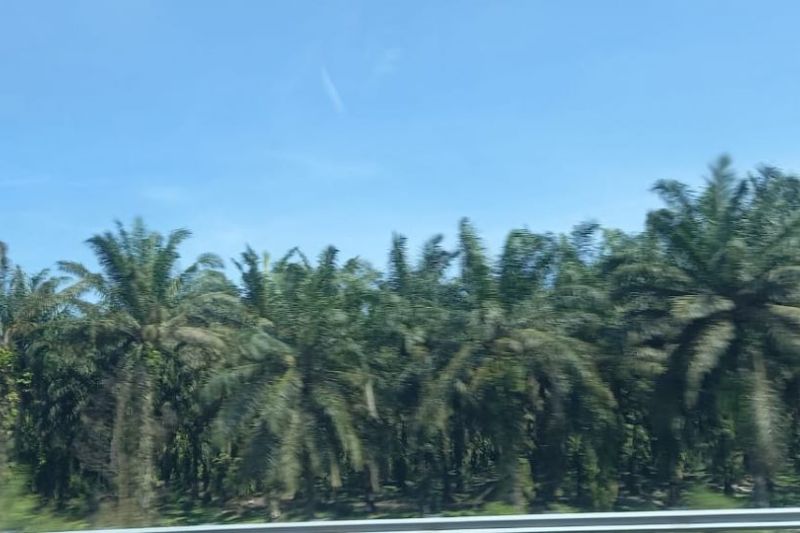 Riau remajakan 24.444 hektare kebun kelapa sawit - ANTARA News