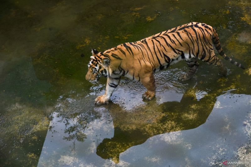 Global Tiger Day: Local wisdom bridge for human, tiger coexistence ...