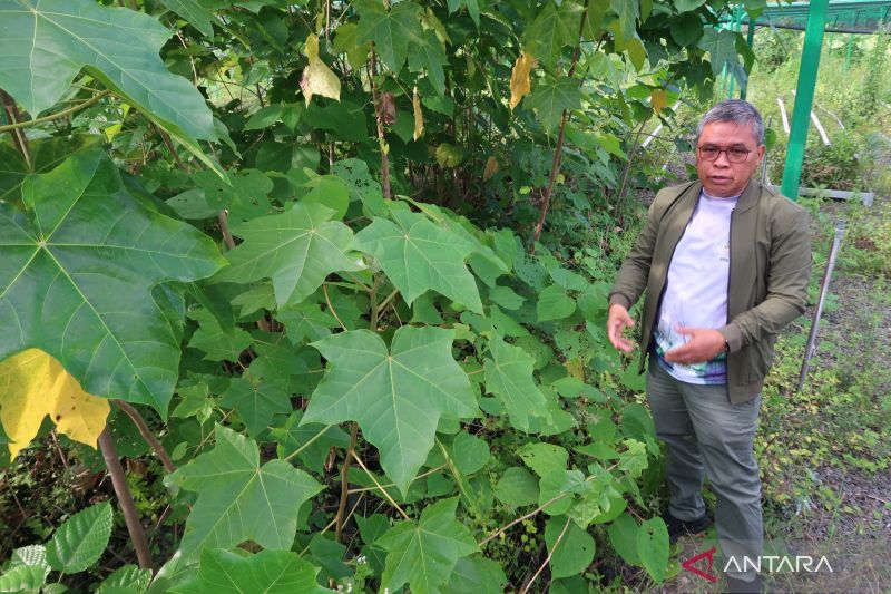 Wamen LHK instruksikan percepat distribusi bibit Persemaian Likupang ...