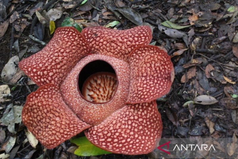 Bunga rafflesia mekar sempurna di Rhino Camp TNBBS Pesisir Barat ...