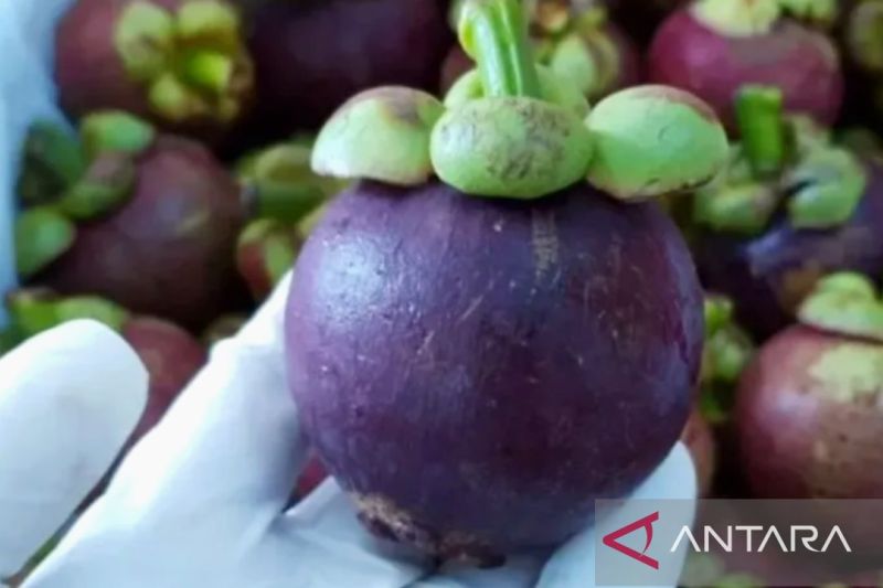 Bercita rasa manis, asam, dan segar, manggis Purwakarta tembus China - ANTARA News