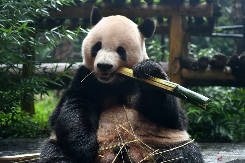 Kebun binatang AS akan sambut sepasang panda raksasa dari China ...