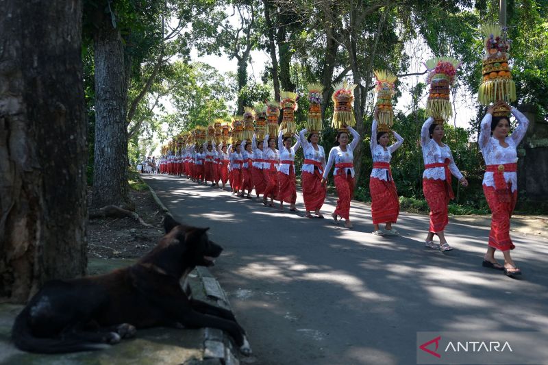 Tradisi Mapeed Alas Kedaton di Tabanan Bali - ANTARA News