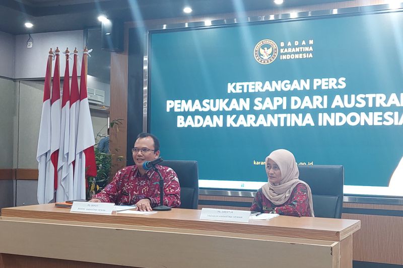 Barantin sebut 3.323 sapi hidup asal Australia tiba di Indonesia ...