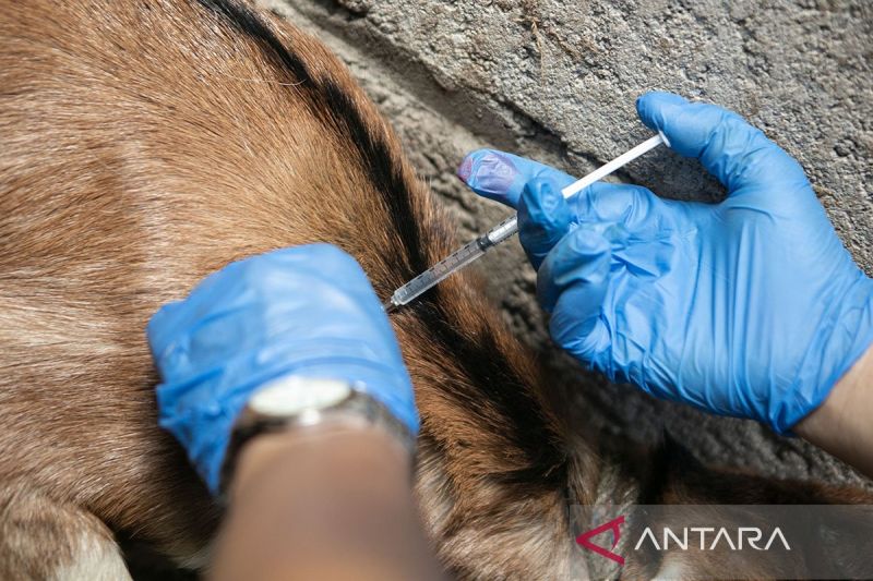 Kementan bersama AIHSP cegah penyebaran virus antraks dengan vaksinasi - ANTARA News
