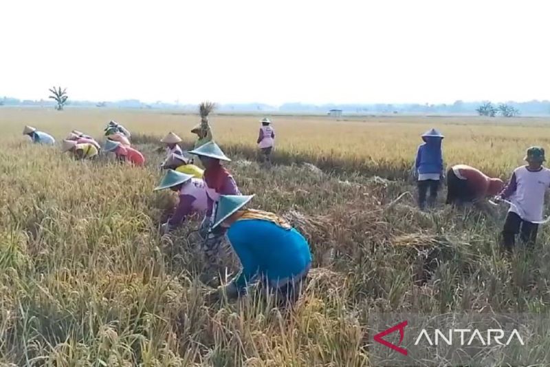 Disperta Kabupaten Madiun catat produksi padi MPI capai 82.431 ton - ANTARA News