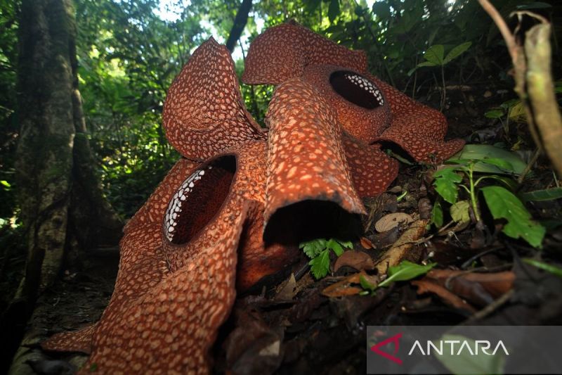 Rare twin bloom highlights Rafflesia habitat resilience - ANTARA News