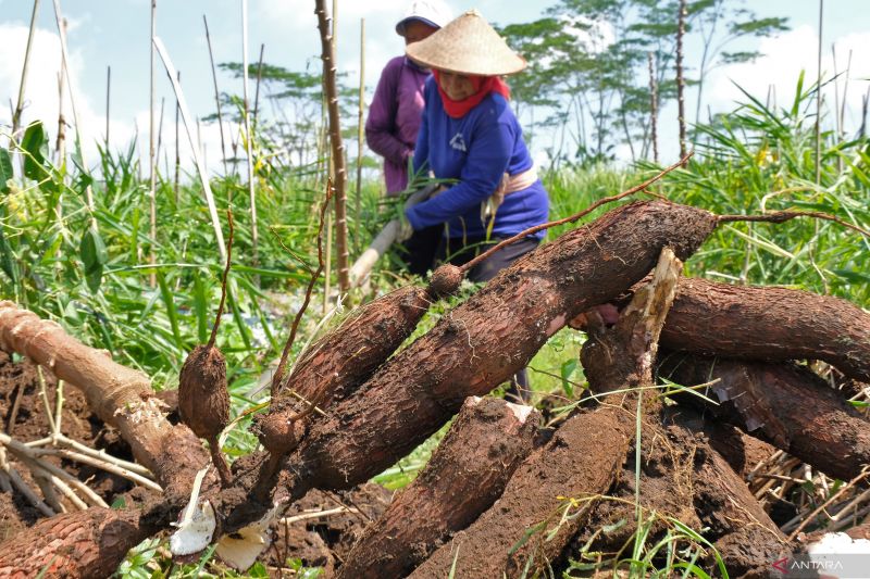 Indonesia to limit cassava, tapioca imports to aid farmers - ANTARA News