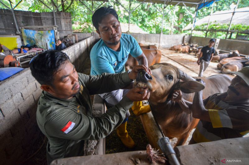 BRIN jelaskan virus diare pada sapi dan potensi penularan ke manusia - ANTARA News
