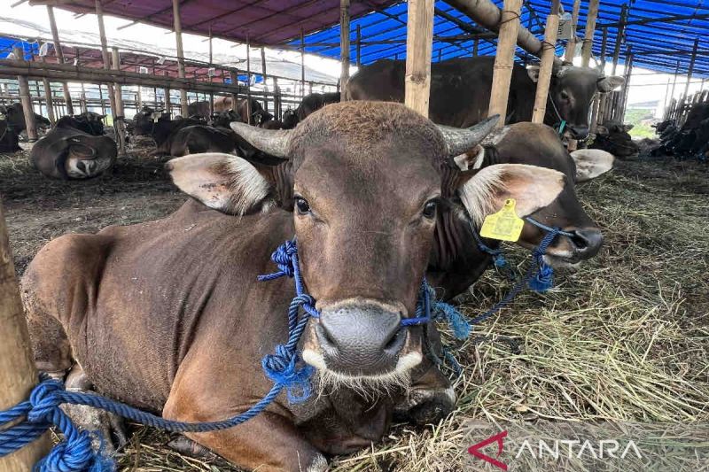 Sapi bali jadi primadona hewan kurban pilihan warga di Jakarta - ANTARA ...