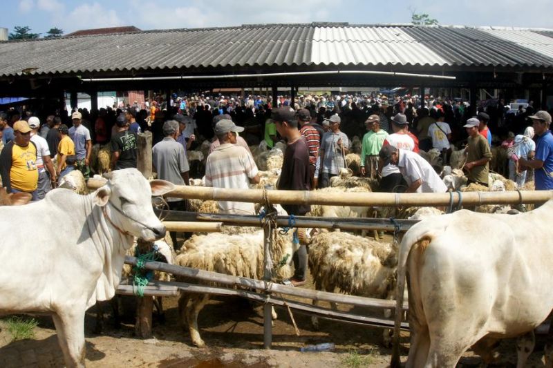 Penjualan ternak di Indonesia meningkat saat Idul Adha tahun ini ...