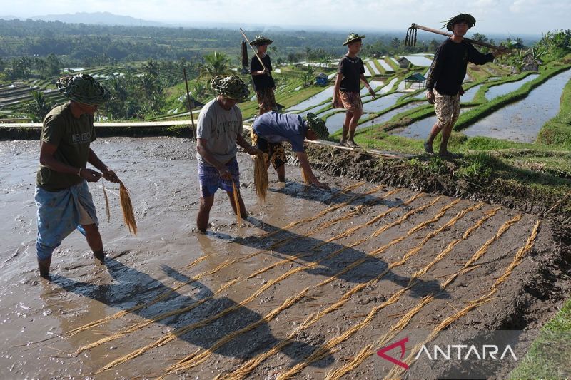Pembukaan Jatiluwih Festival 2024 di Tabanan - ANTARA News
