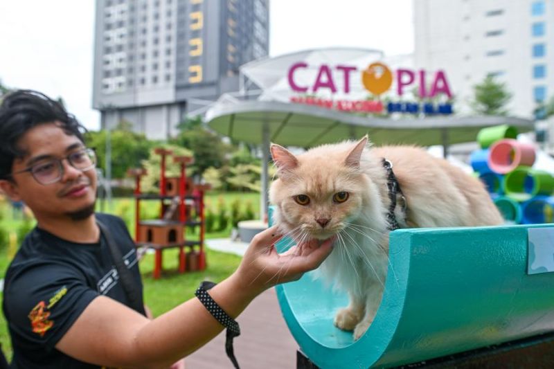Album Asia: Berkunjung ke taman kucing di Selangor, Malaysia - ANTARA News