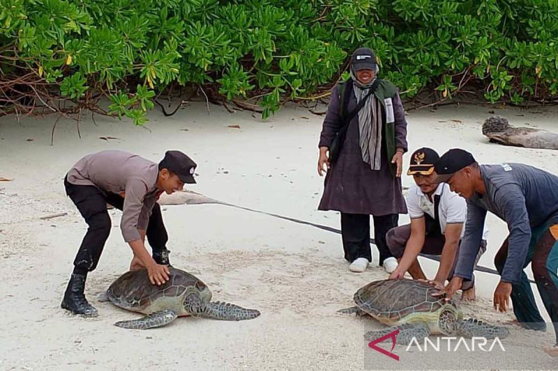 BKSDA lepas liar dua penyu hasil perburuan warga di Pulau Banyak - ANTARA News