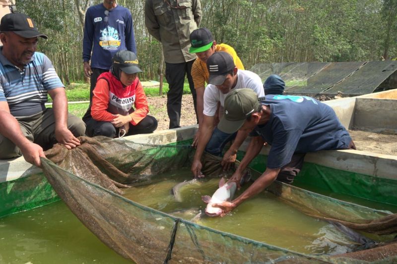 Kilang Pertamina Plaju dan BRPPUPP kolaborasi lestarikan ikan belida ...