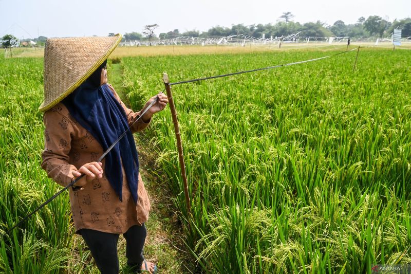 Indonesia's rice output tops 30 mln tons despite weather challenges ...