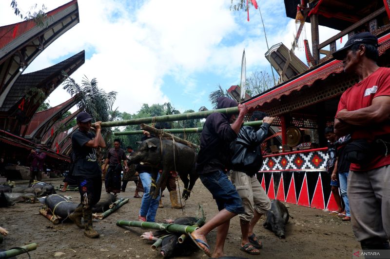 Mengenal Rambu Solo, tradisi adat upacara orang meninggal Toraja ...