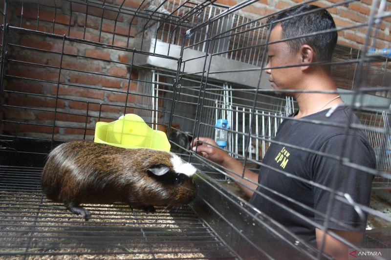 Budidaya marmut hias di Malang - ANTARA News Jawa Timur
