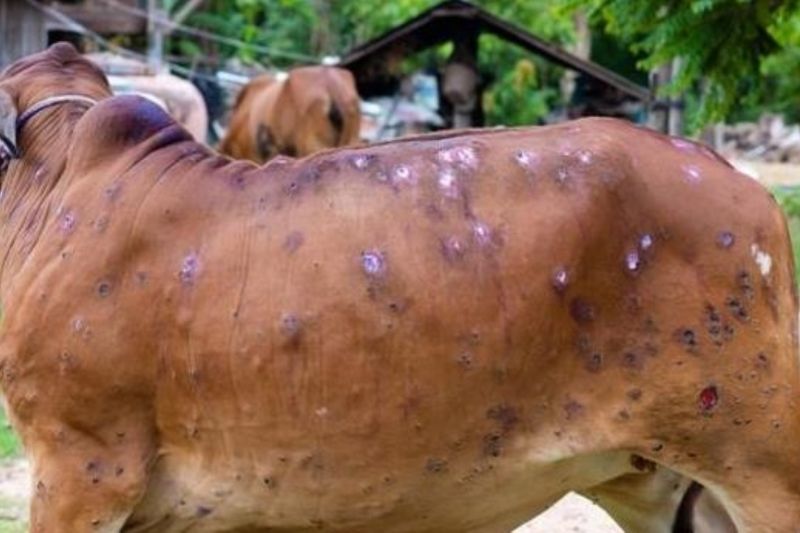 Korsel catat kasus pertama LSD pada sapi tahun ini - ANTARA News