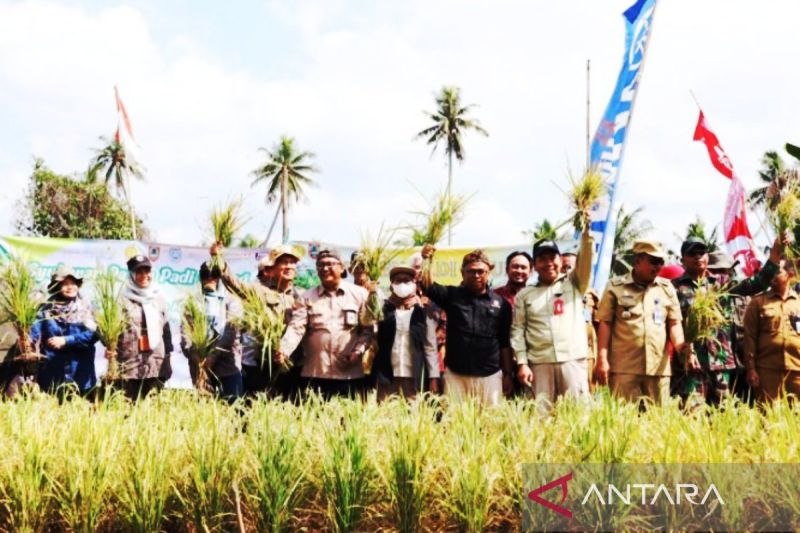 Kalsel panen 5,3 ton padi apung di Kabupaten Banjar - ANTARA News