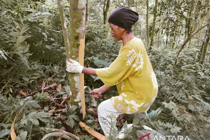 Harga kulit manis di Agam capai Rp50 ribu per kilogram - ANTARA Sumbar