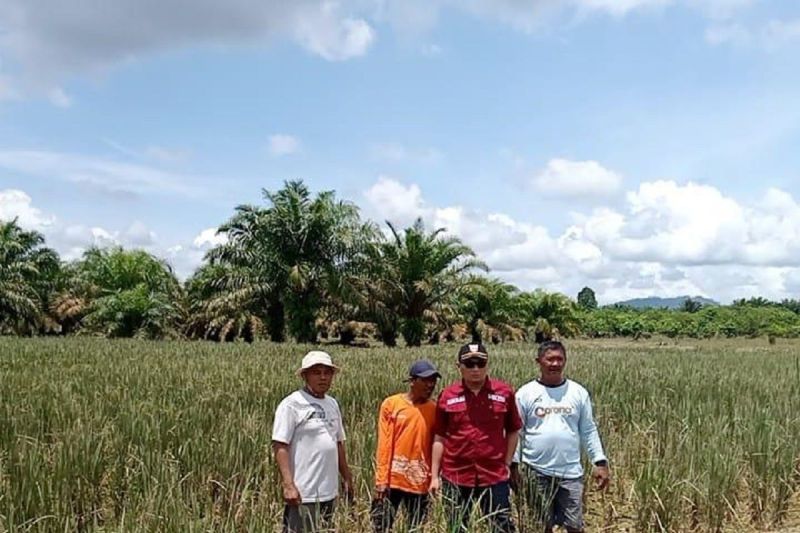 10 haktere lahan sawah di Desa Baru Pasaman Barat gagal panen - ANTARA ...
