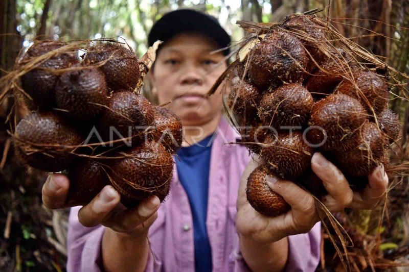 8 manfaat buah salak dan kandungan gizinya bagi kesehatan tubuh ...