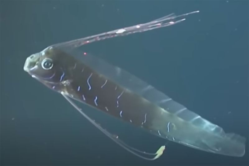Legenda dan ciri-ciri oarfish, si "ikan kiamat" - ANTARA News