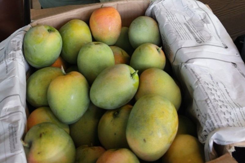 Apa itu mangga gedong gincu? Buah asal Indramayu yang bersertifikat IG ...