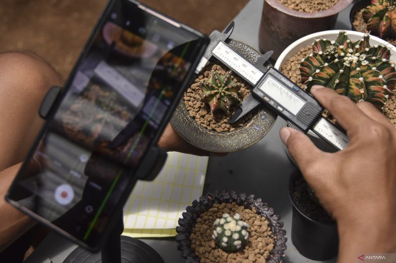 Apa itu tumbuhan xerofit? Ini pengertian, ciri-ciri, dan contohnya ...