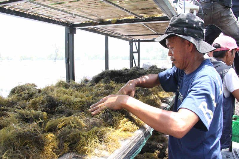 KKP kenalkan inovasi pengeringan rumput laut demi kualitas produksi - ANTARA News
