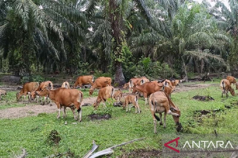 2.000 ekor sapi di Kalbar dipelihara lewat integrasi sapi-sawit ...
