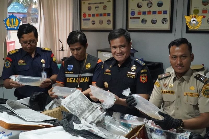 Bea Cukai Tindak Penyelundupan 150 Ribu Benih Lobster di Jalur Rawan Kepri - ANTARA News