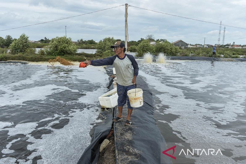 Potensi pengembangan perikanan budidaya - ANTARA News Banten