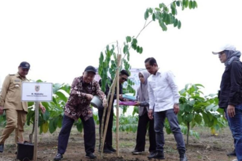 Environment Minister, Governor plant to create city forest in Batulicin ...