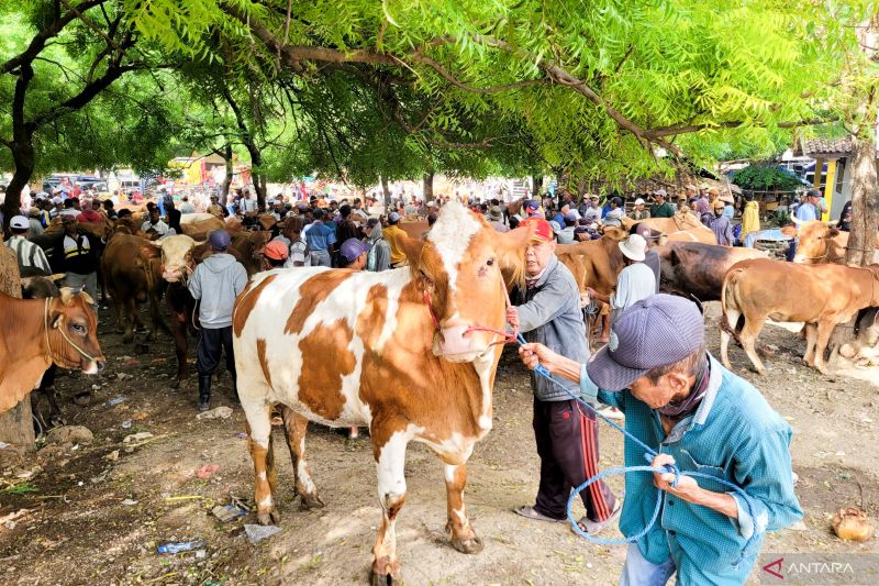 Harga sapi di Situbondo turun dampak penyebaran virus PMK - ANTARA News