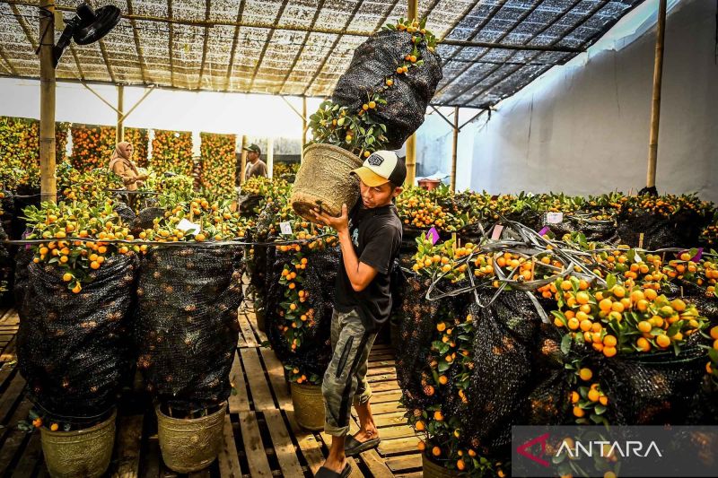 Pohon jeruk Imlek lambang keberuntungan - ANTARA News