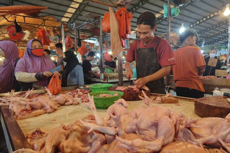Harga ayam di Pontianak stabil jelang Imlek - ANTARA News Megapolitan