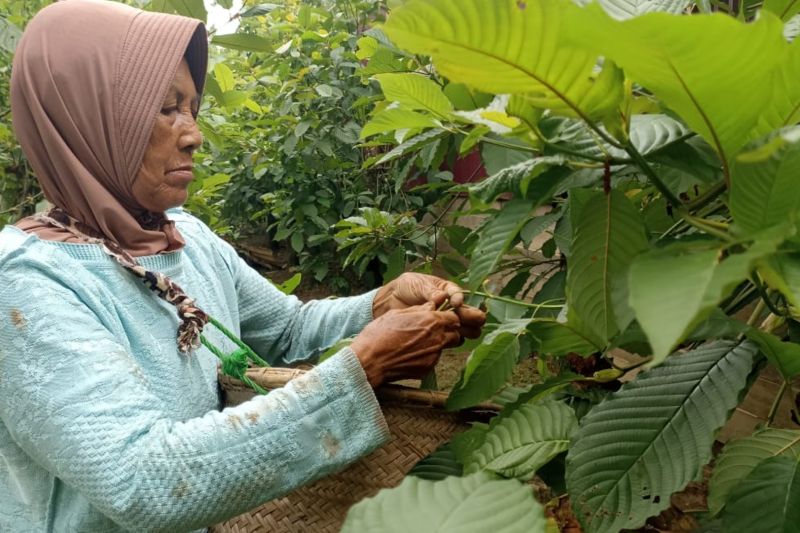 Indonesia moves to end legal ambiguity over kratom - ANTARA News
