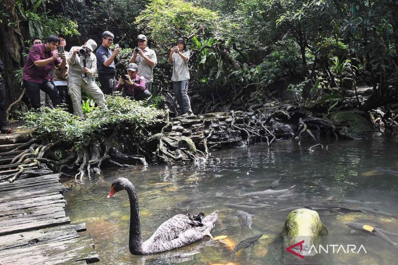 Melihat pelestarian satwa di deHakims Aviary - ANTARA News