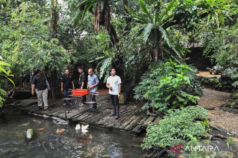 Melihat pelestarian satwa di deHakims Aviary - ANTARA News