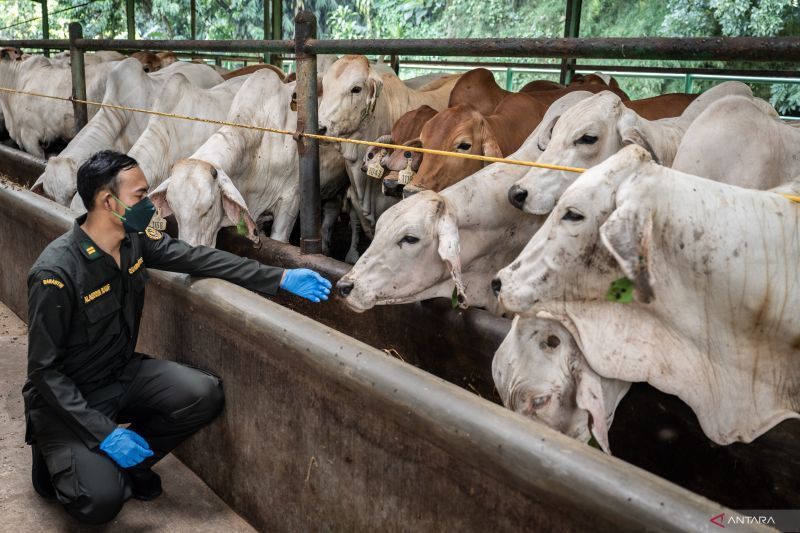 Indonesia lifts cattle import limits to boost meat, milk supply - ANTARA News