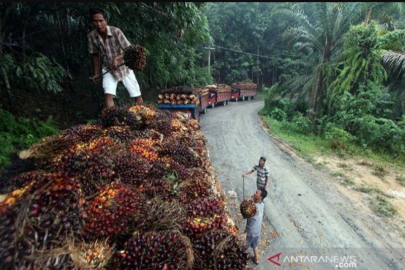 Asian Agri kenalkan benih sawit unggul Topaz - ANTARA News Sumatera Utara