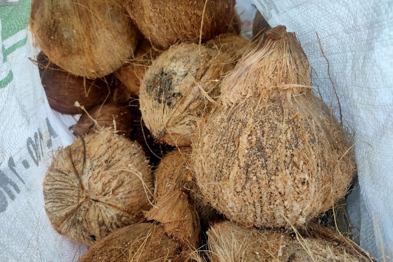 Harga kelapa di HST Kalsel sempat naik tiga kali lipat - ANTARA News ...