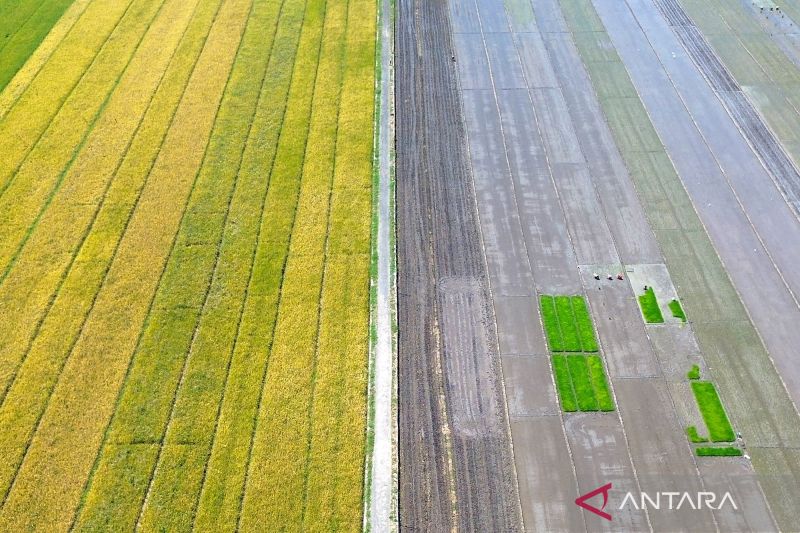 Luas tanam padi Jatim tertinggi nasional, begini potret udara areal persawahan di Jawa Timur ...
