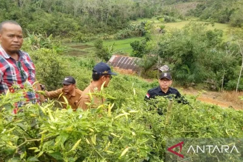 Produksi Hortikultura Kalbar mencapai 613 ribu ton - ANTARA News ...