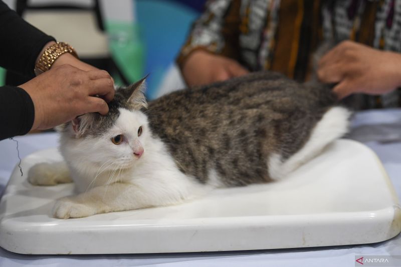 Memahami tahapan umur kucing dan perubahan perilakunya - ANTARA News