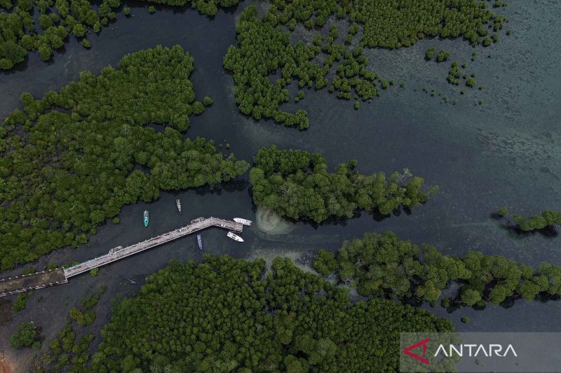 Potensi habitat ekosistem mangrove di Aceh - ANTARA News