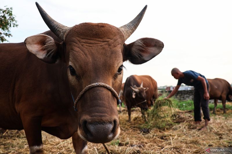 Brazil keen to invest in East Sumba cattle farms: minister - ANTARA News