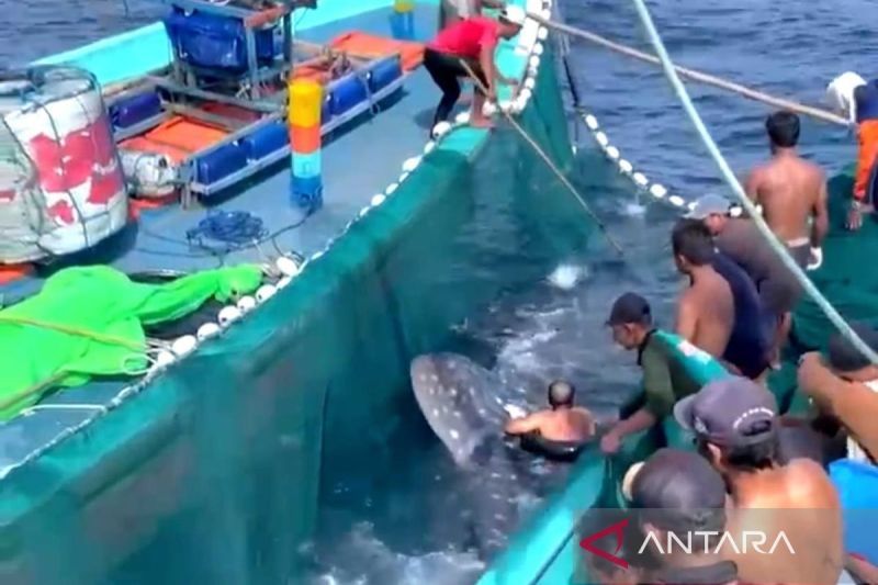 Nelayan di Sendang Biru selamatkan hiu paus yang terjebak jaring ikan - ANTARA News